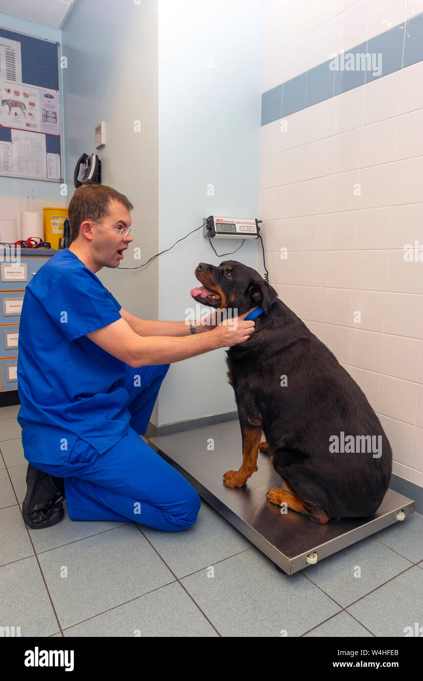 Fat dog scales hi-res stock photography and images - Alamy