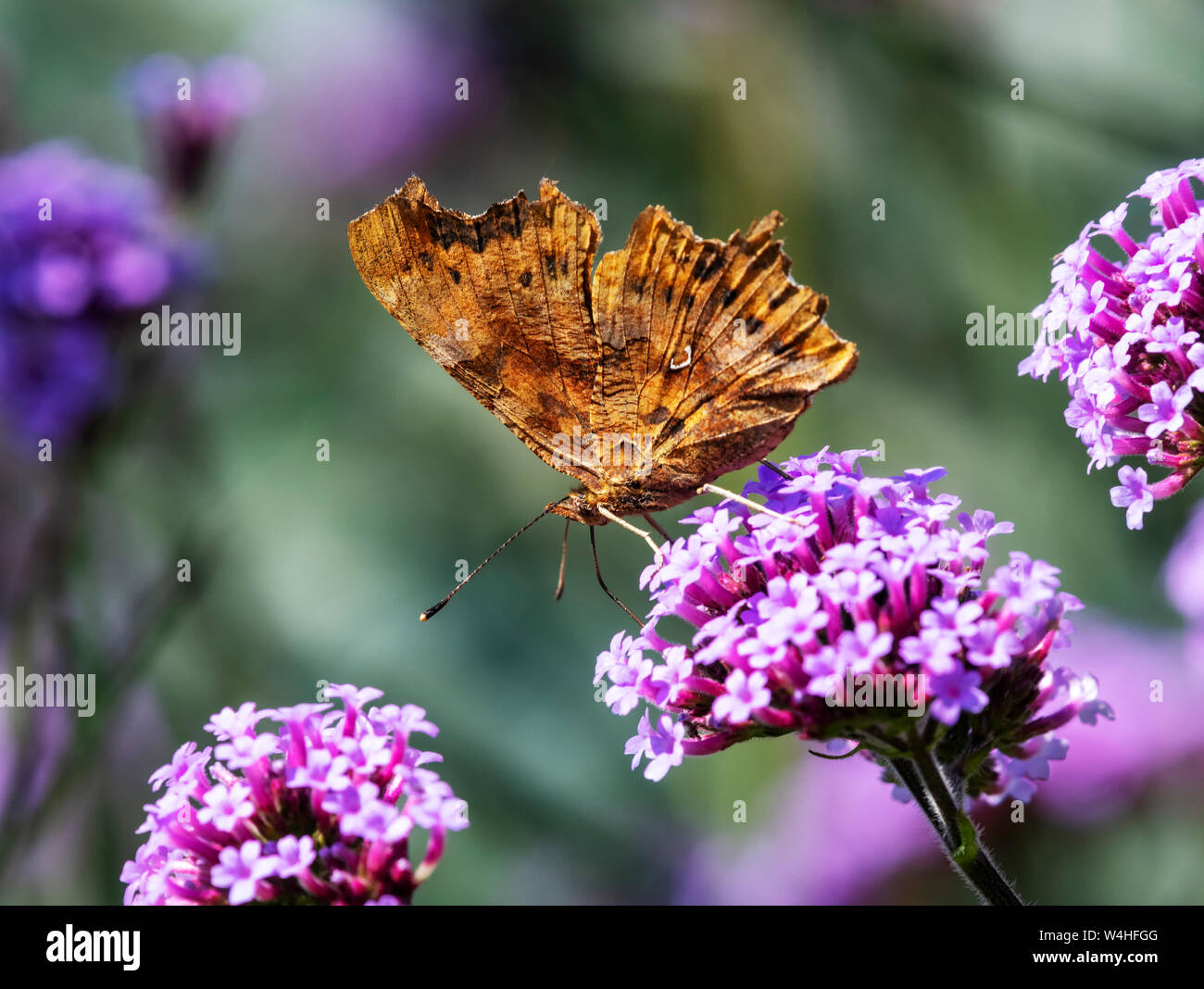 Comma butterflies hi-res stock photography and images - Alamy