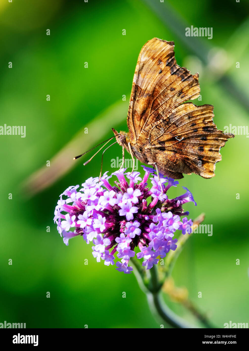 Comma butterflies hi-res stock photography and images - Alamy