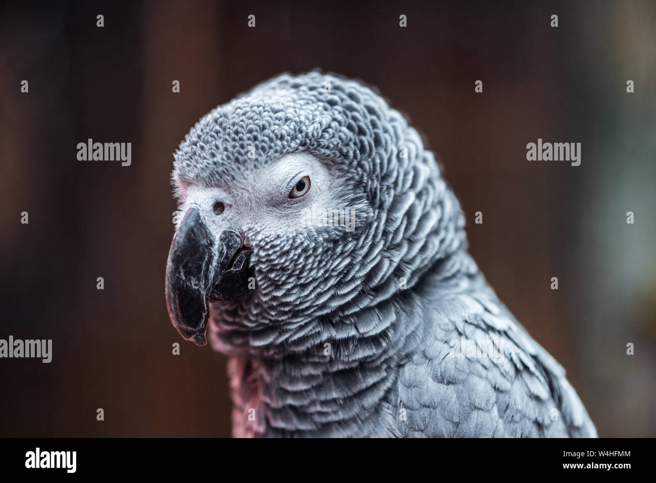 Parrot looking at camera hi-res stock photography and images - Alamy
