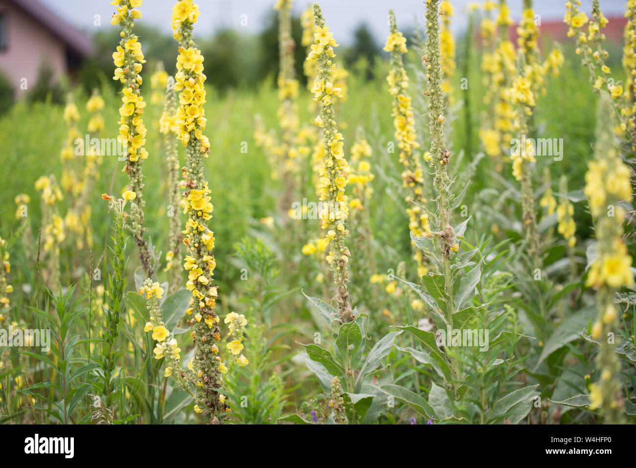 Velvet plant hi-res stock photography and images - Alamy