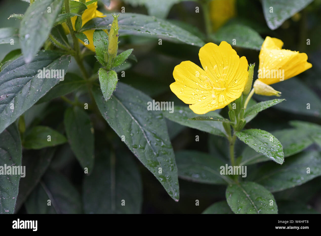 Evening primrose flowers hi-res stock photography and images - Alamy