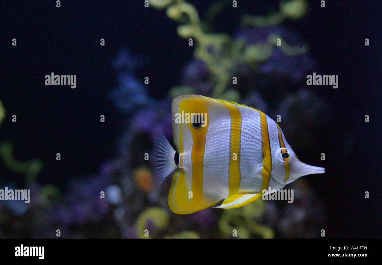 Copperband butterflyfish (Chelmon rostratus) tropical fish Stock Photo ...