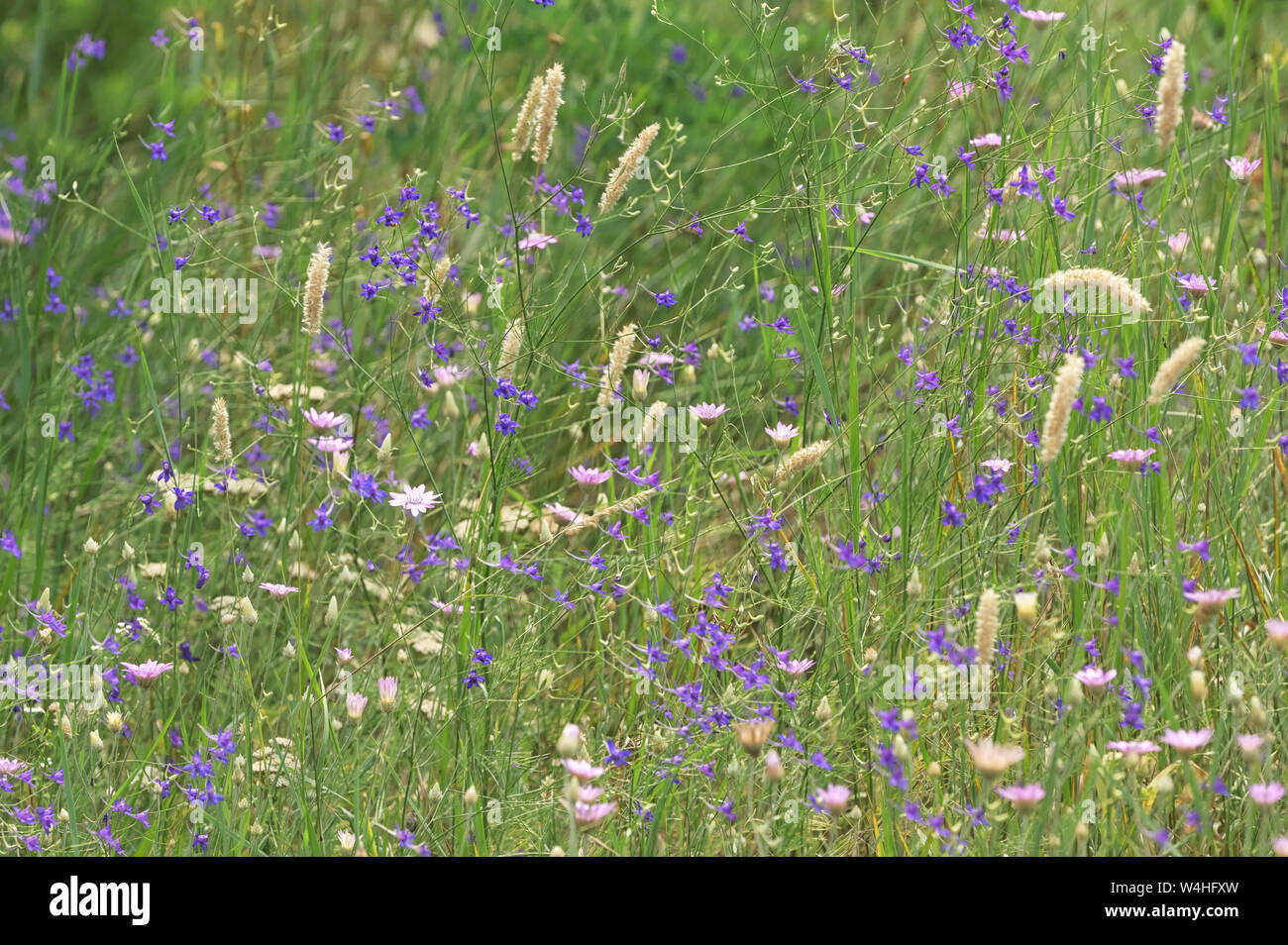 With field larkspur hi-res stock photography and images - Alamy
