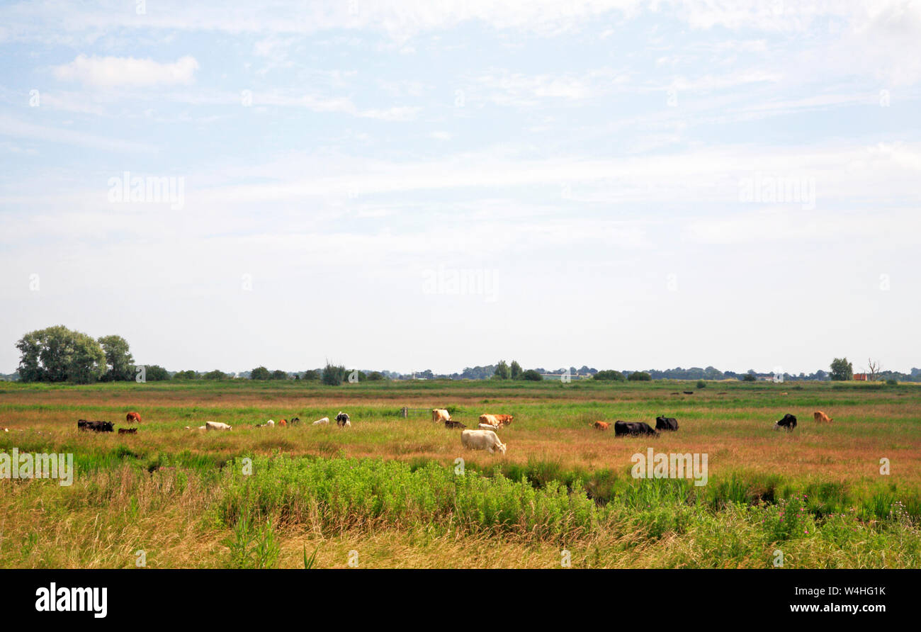 A view of cattle on grazing marshes on the Norfolk Broads at South ...