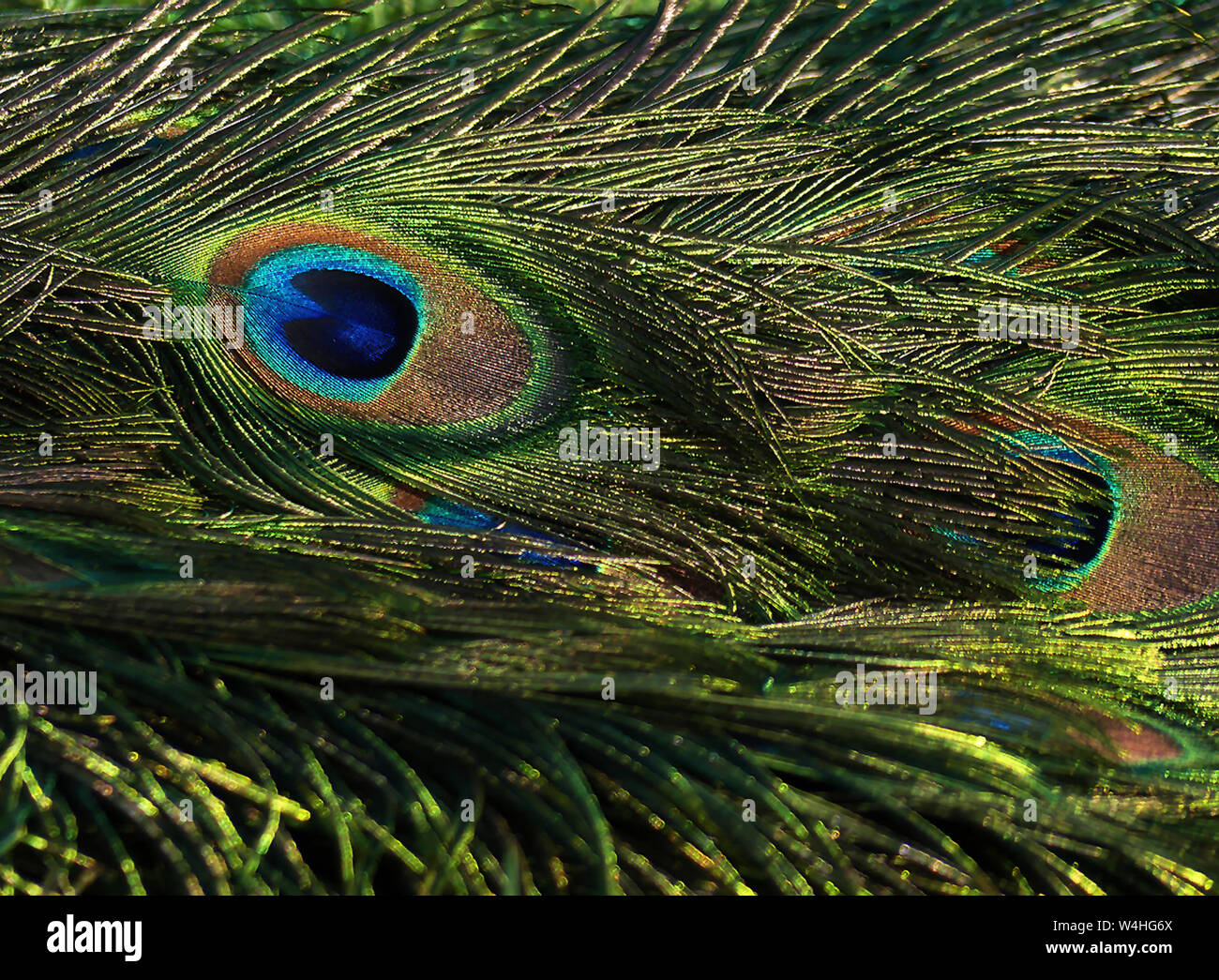 Once considered a symbol of the Evil Eye the eye-spots on the train of ...