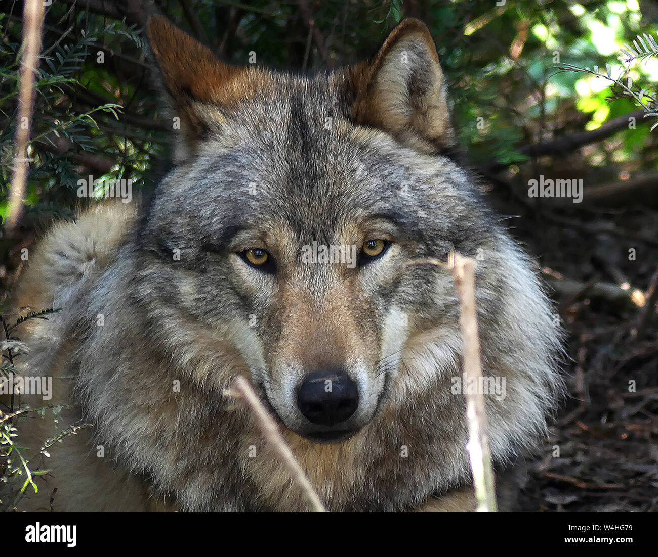 The Grey Wolf was persectuted by mankind to extinction in the British ...