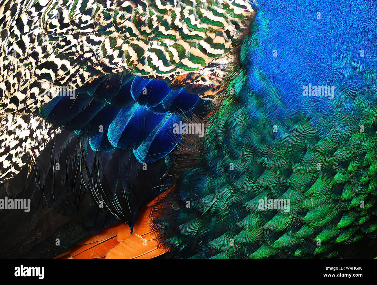 The brightly coloursed plumage of the male Peafowl or Peacock is a ...