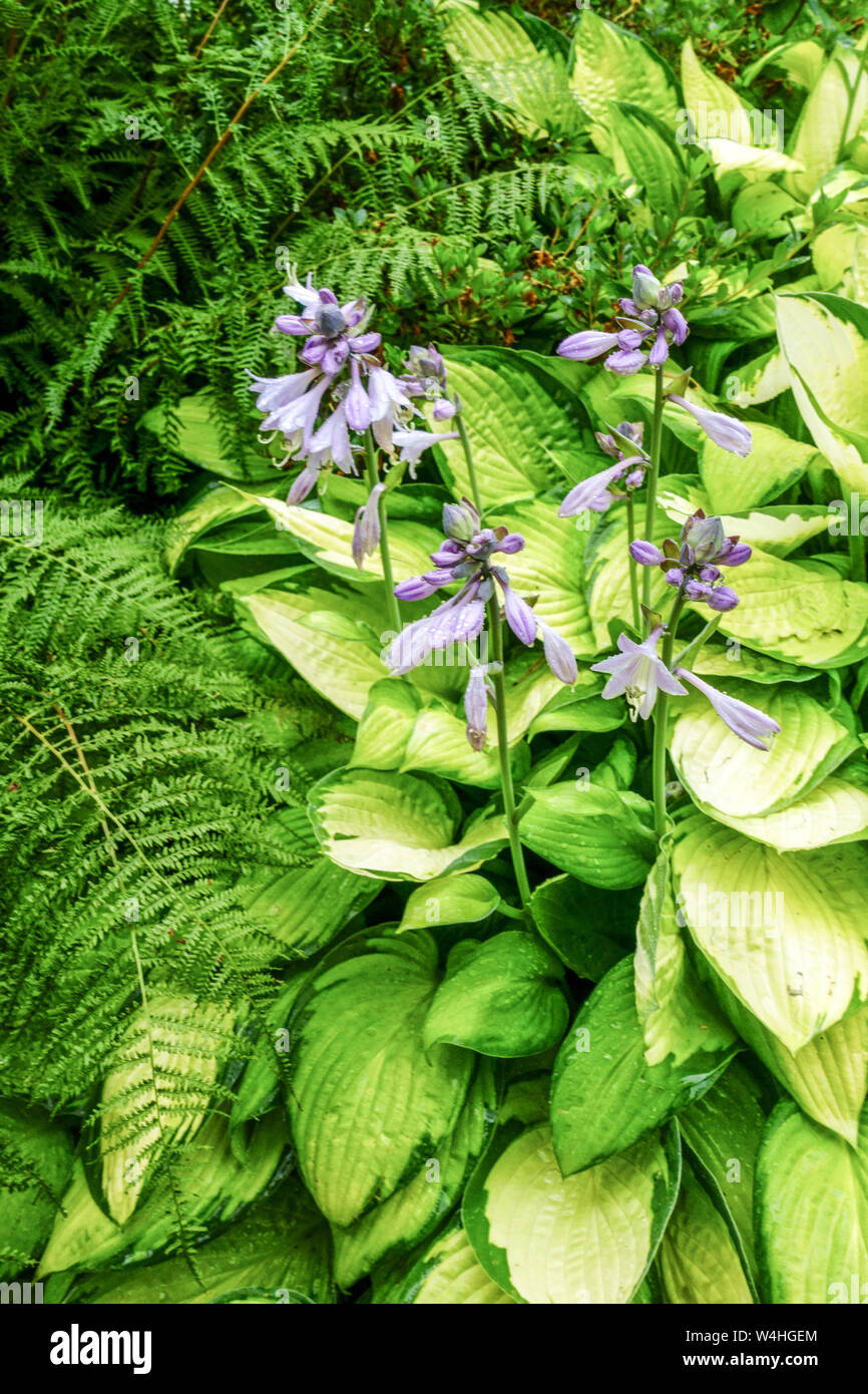Variegated leaves flowering hosta fern Stock Photo - Alamy