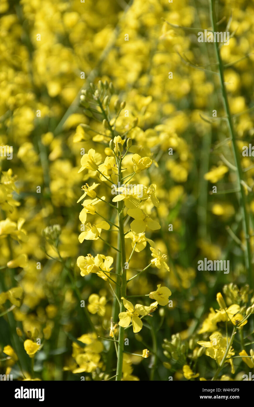 Up close look at flowering yellow rape seed Stock Photo - Alamy
