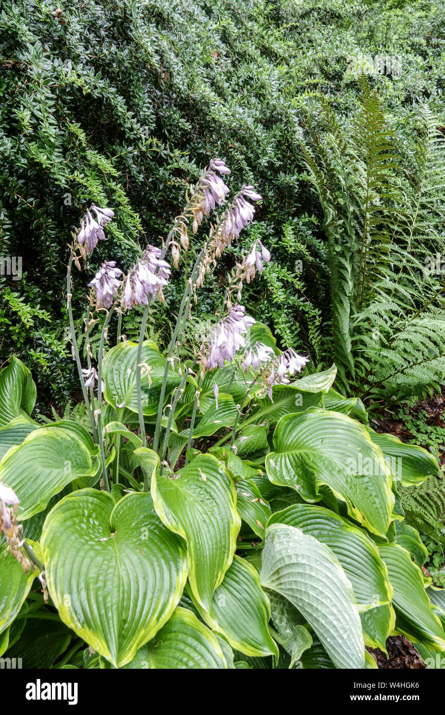 Flowering hosta border, fern, and shrub Stock Photo - Alamy