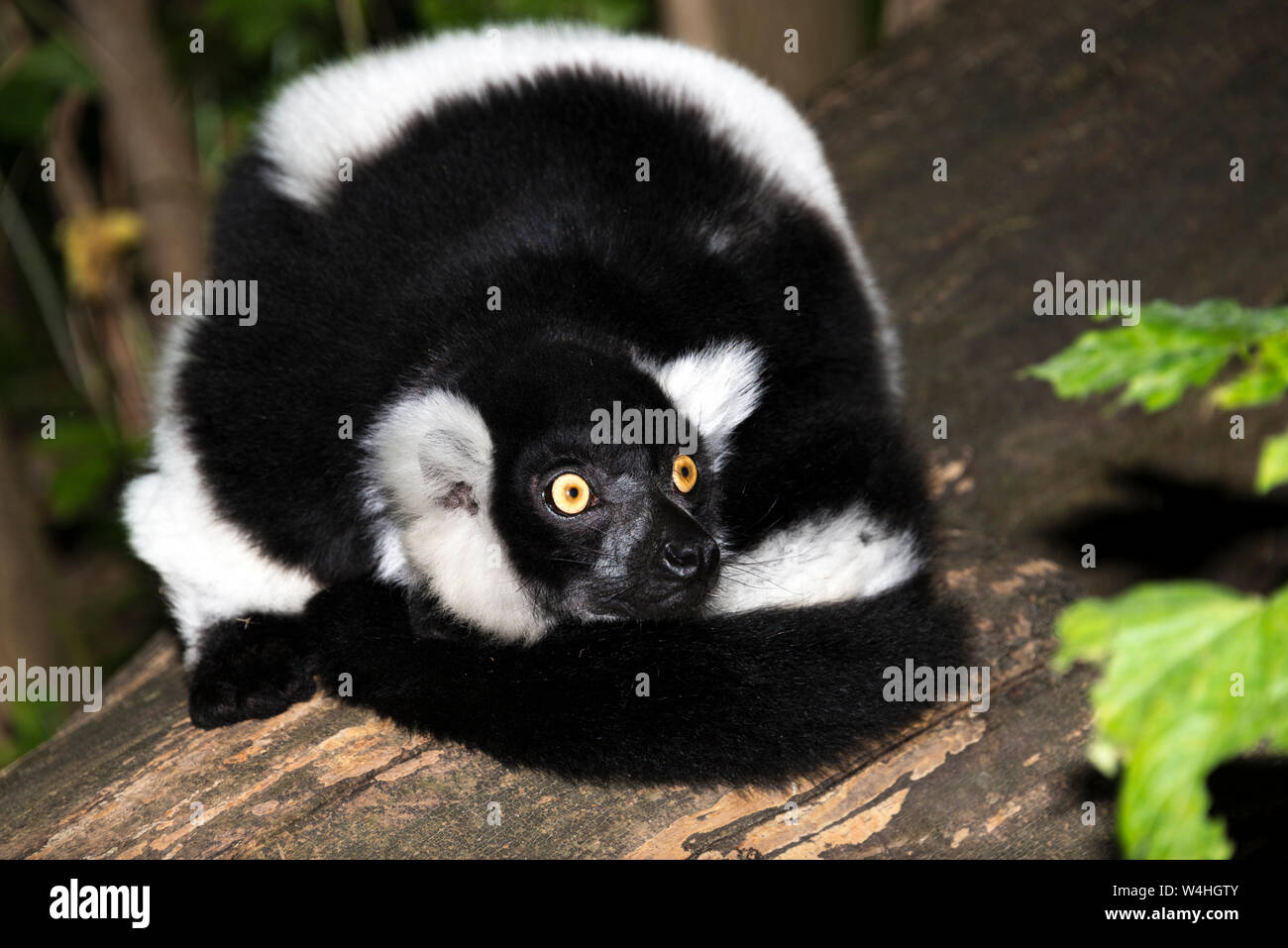 Black-And-White Ruffed Lemur (Varecia variegata Stock Photo - Alamy