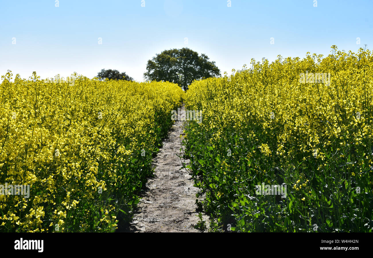 Dirt footpath through a field of blooming and flowering rape seed ...