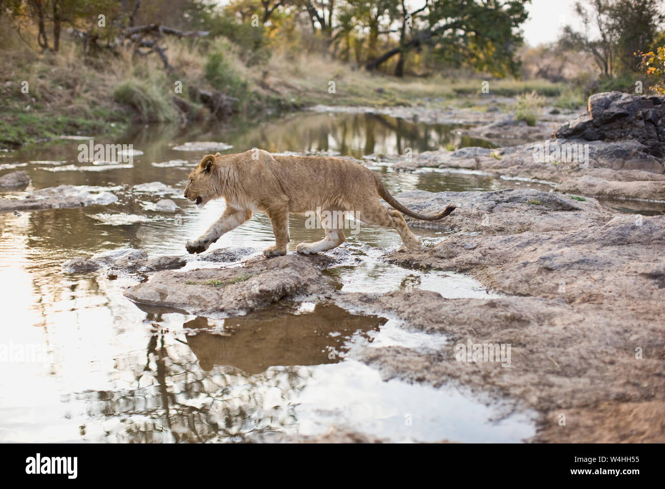 Lion walking toward hi-res stock photography and images - Alamy