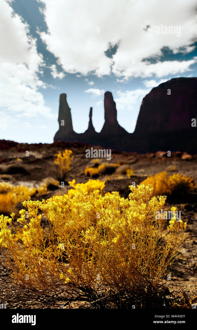 Wild plants growing in a rural arid landscape Stock Photo - Alamy