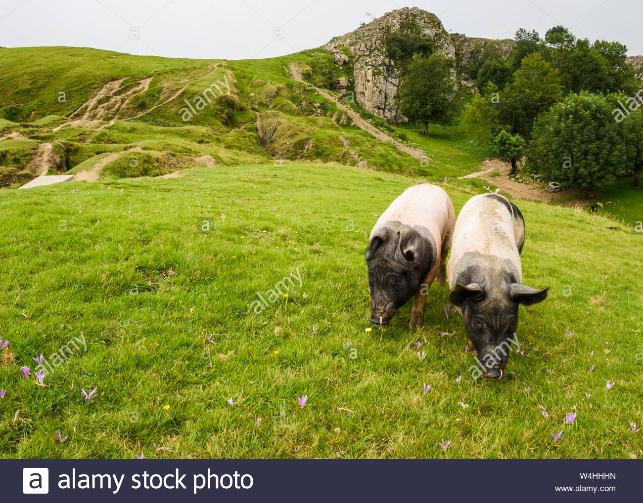 Hybrid Pigs Stock Photos & Hybrid Pigs Stock Images - Alamy