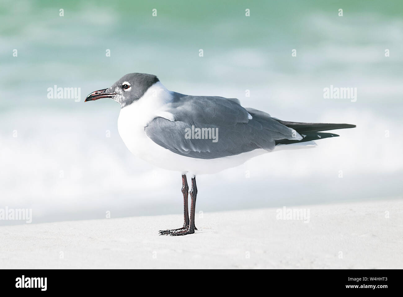 Tropical pelagic seabirds hi-res stock photography and images - Alamy