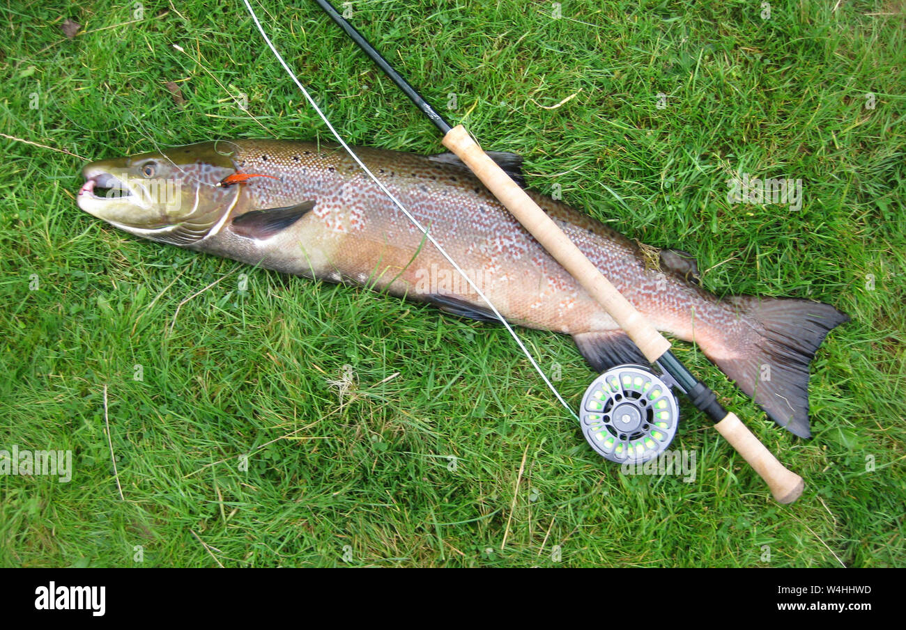 salmon caught by fly-fishing in Scotland Stock Photo - Alamy