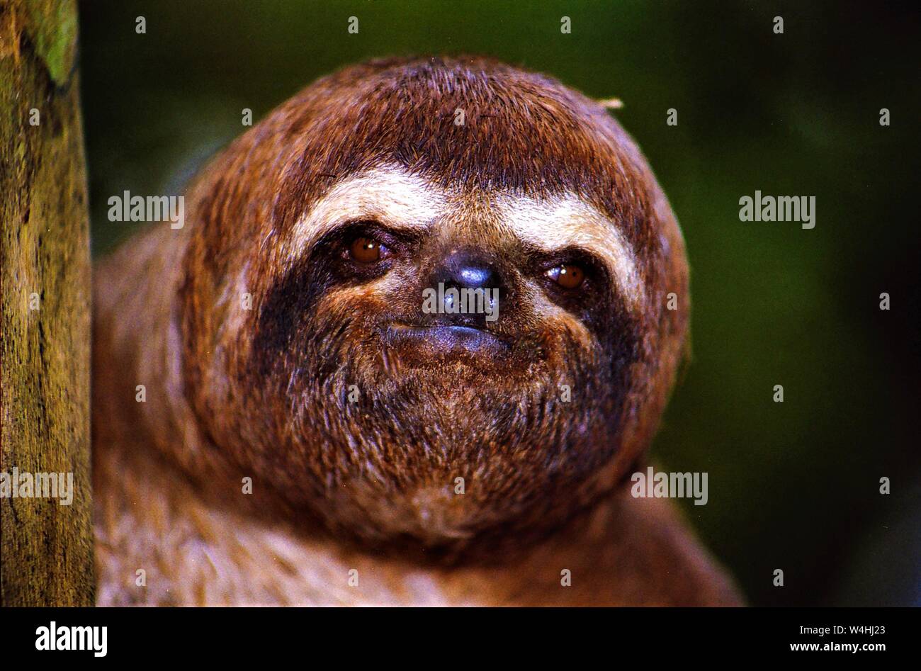 Close up portrait of isolated sloth (folivora) sitting in tree with ...