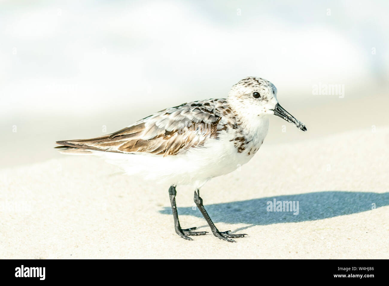 Tropical pelagic seabirds hi-res stock photography and images - Alamy