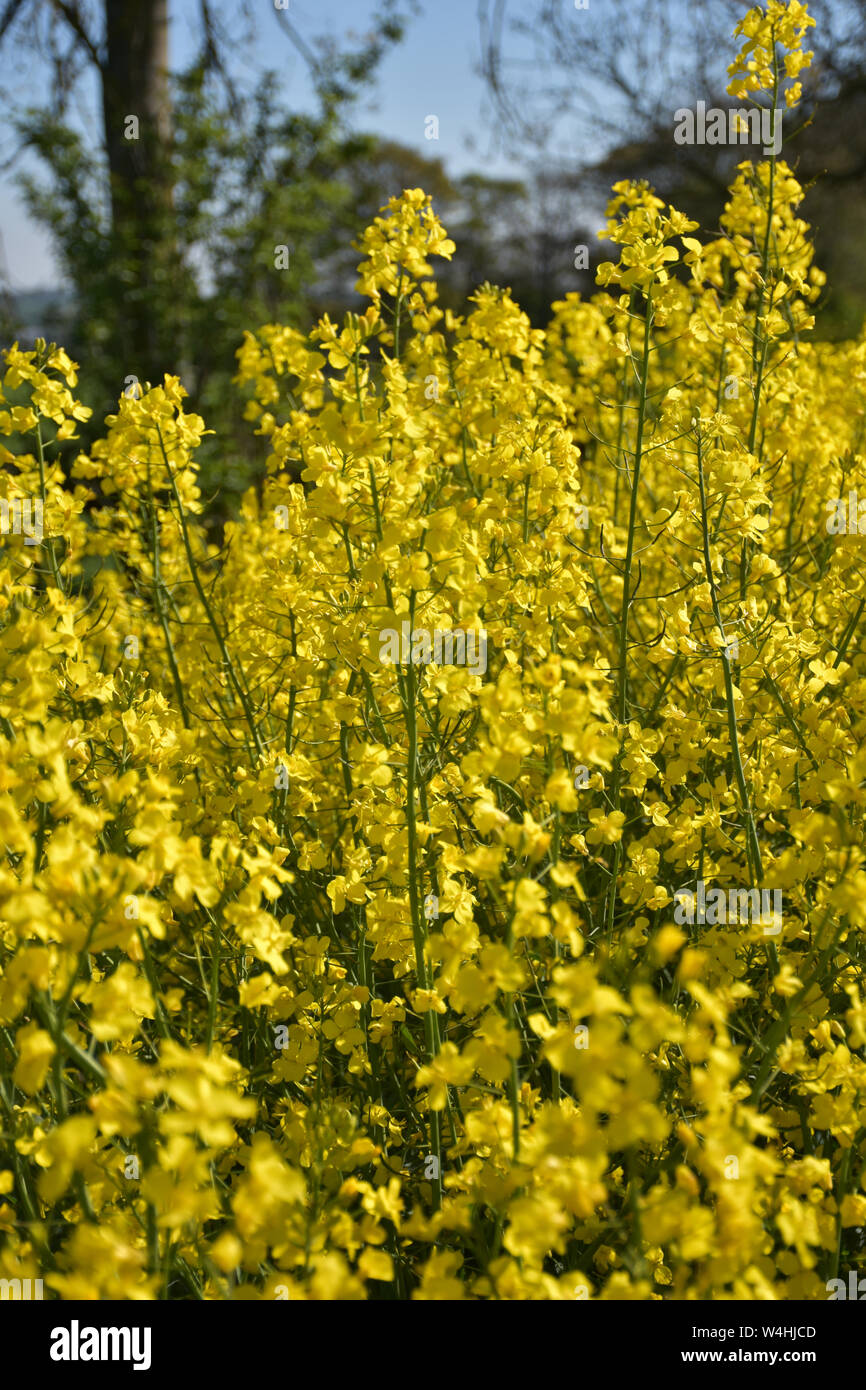 Pretty flowering and blooming yellow rape seed plant Stock Photo - Alamy