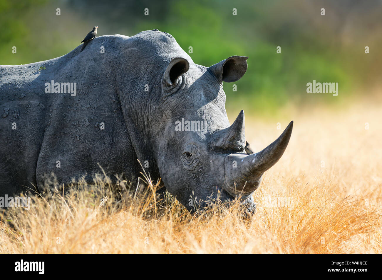 White rhinoceros bull portrait , highly focused and alerted in tall ...