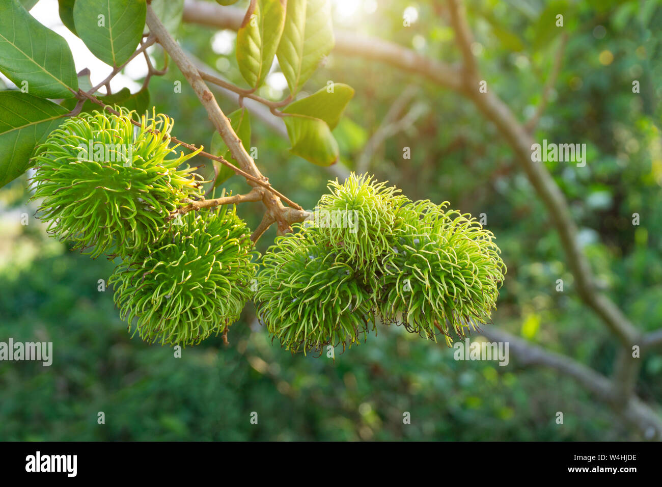 Rambutan tree hi-res stock photography and images - Alamy