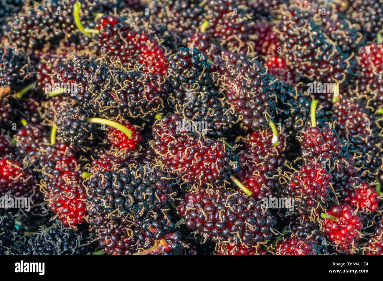 The mulberry fruits that are ripe and not ripe for health are placed in ...