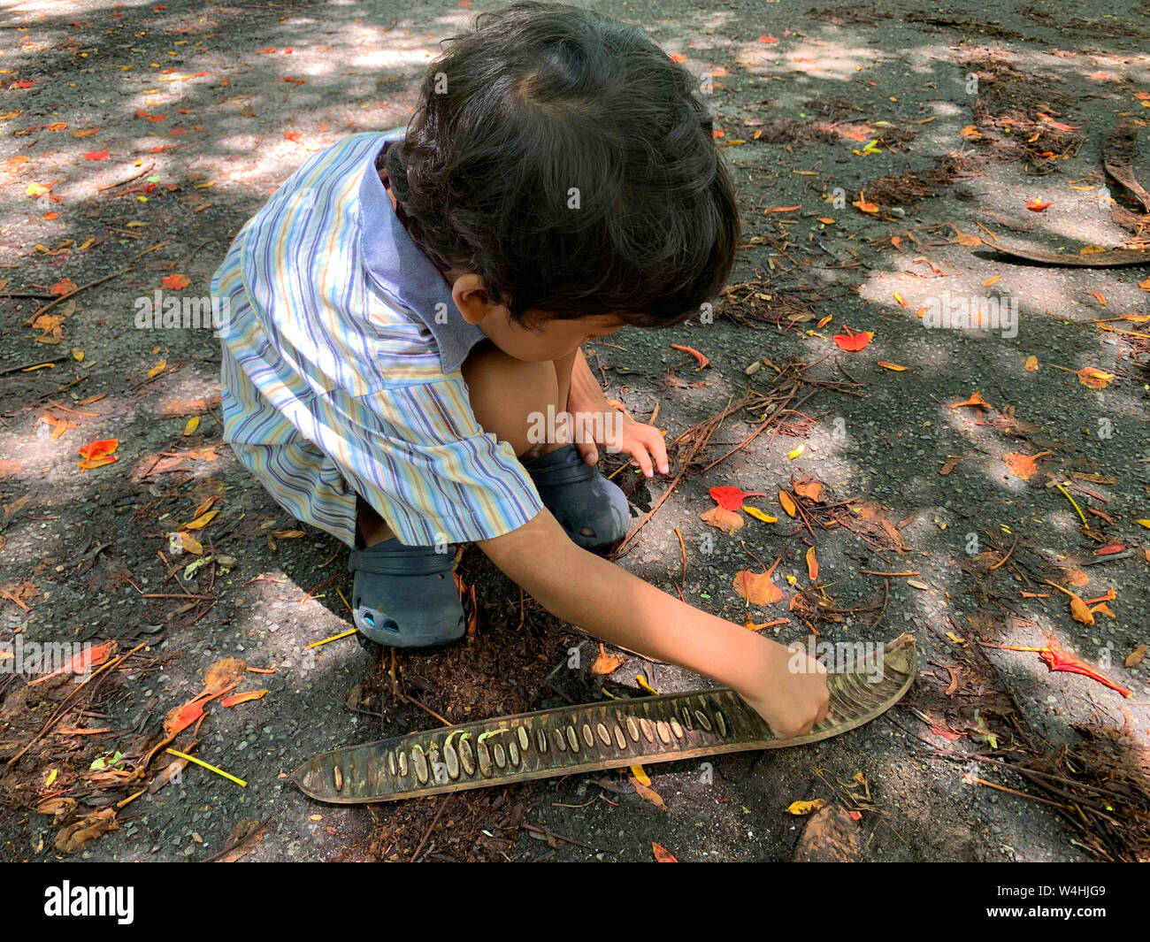 Asian boys are playing seeds that fall from trees Stock Photo - Alamy