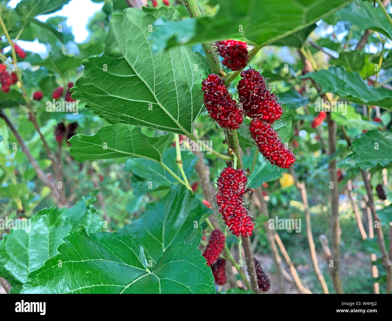 The mulberry fruits that are ripe and not ripe for health are placed in ...