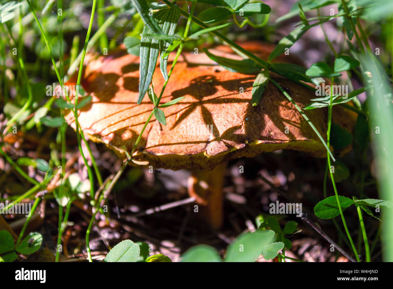 Suillus grevillei commonly known as Greville's bolete and larch bolete ...