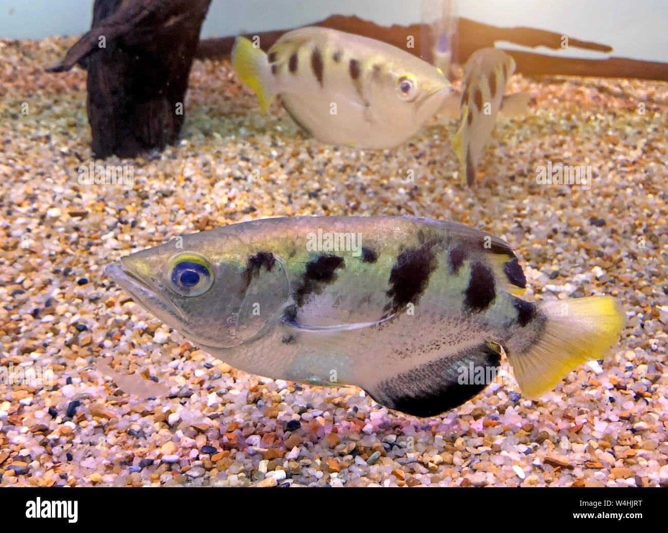 Archer fish hi-res stock photography and images - Alamy