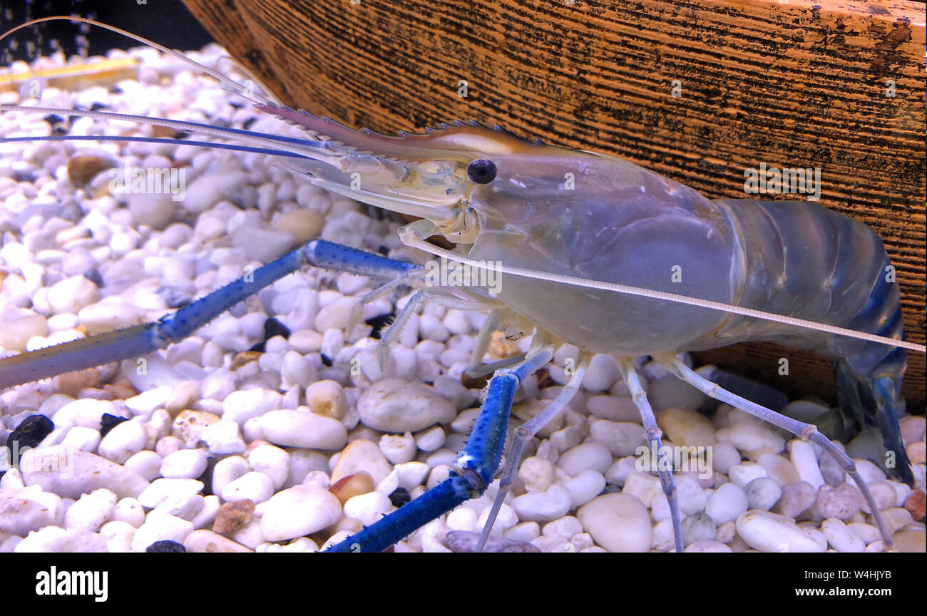 Giant Freshwater Prawn Aquarium