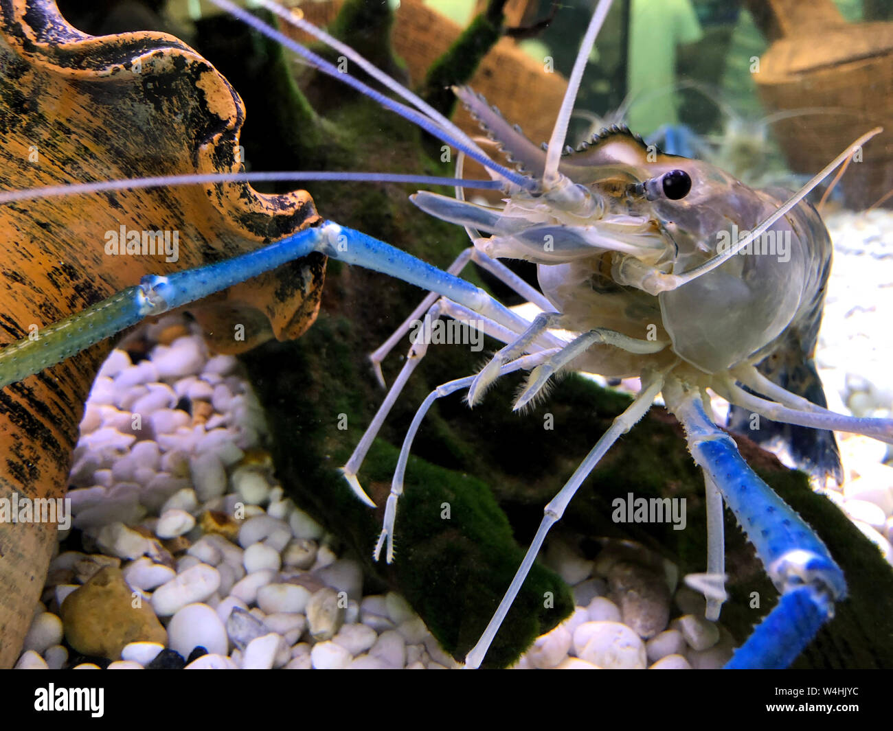 Giant freshwater prawn hi-res stock photography and images - Alamy