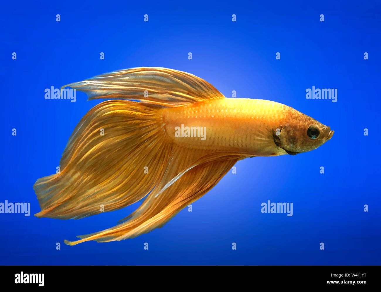 Dragon gold fish hi-res stock photography and images - Alamy