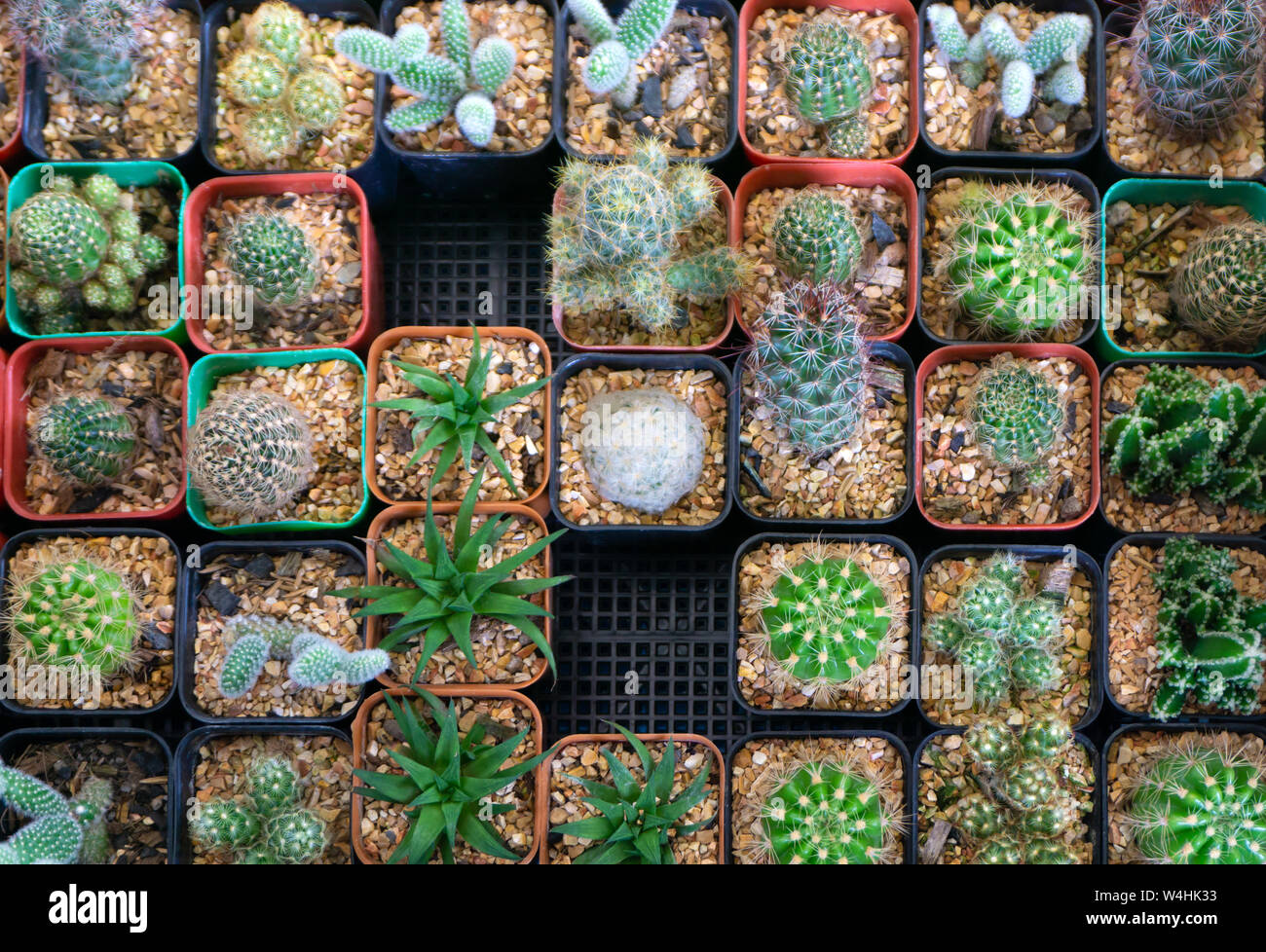 Plant family cactaceae hi-res stock photography and images - Alamy