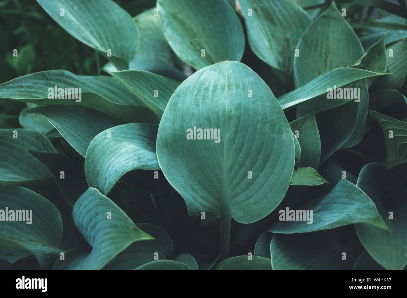Beautiful vegetable background from the leaves of Hosta after a rain ...