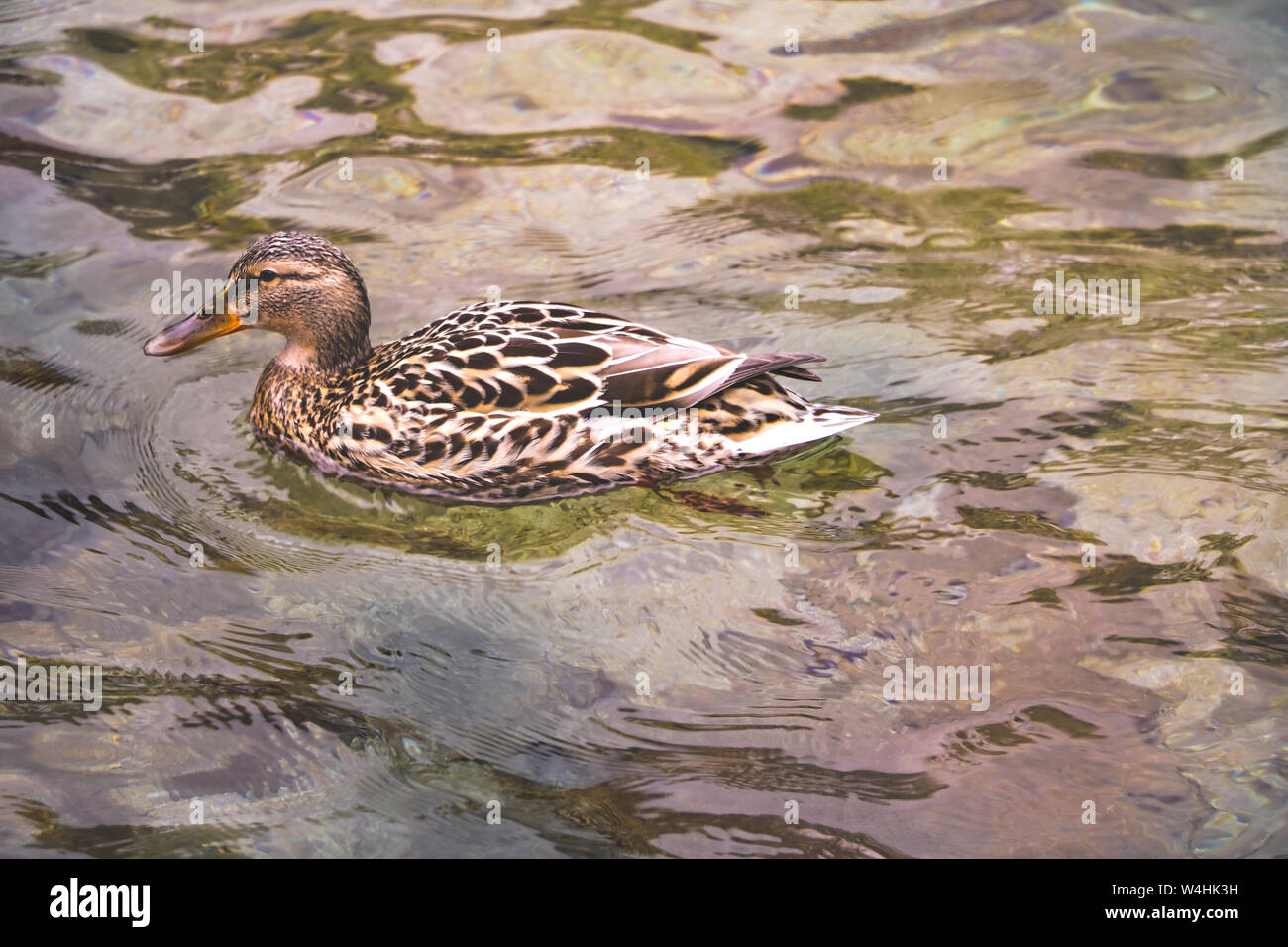 Blue mountain duck hi-res stock photography and images - Alamy