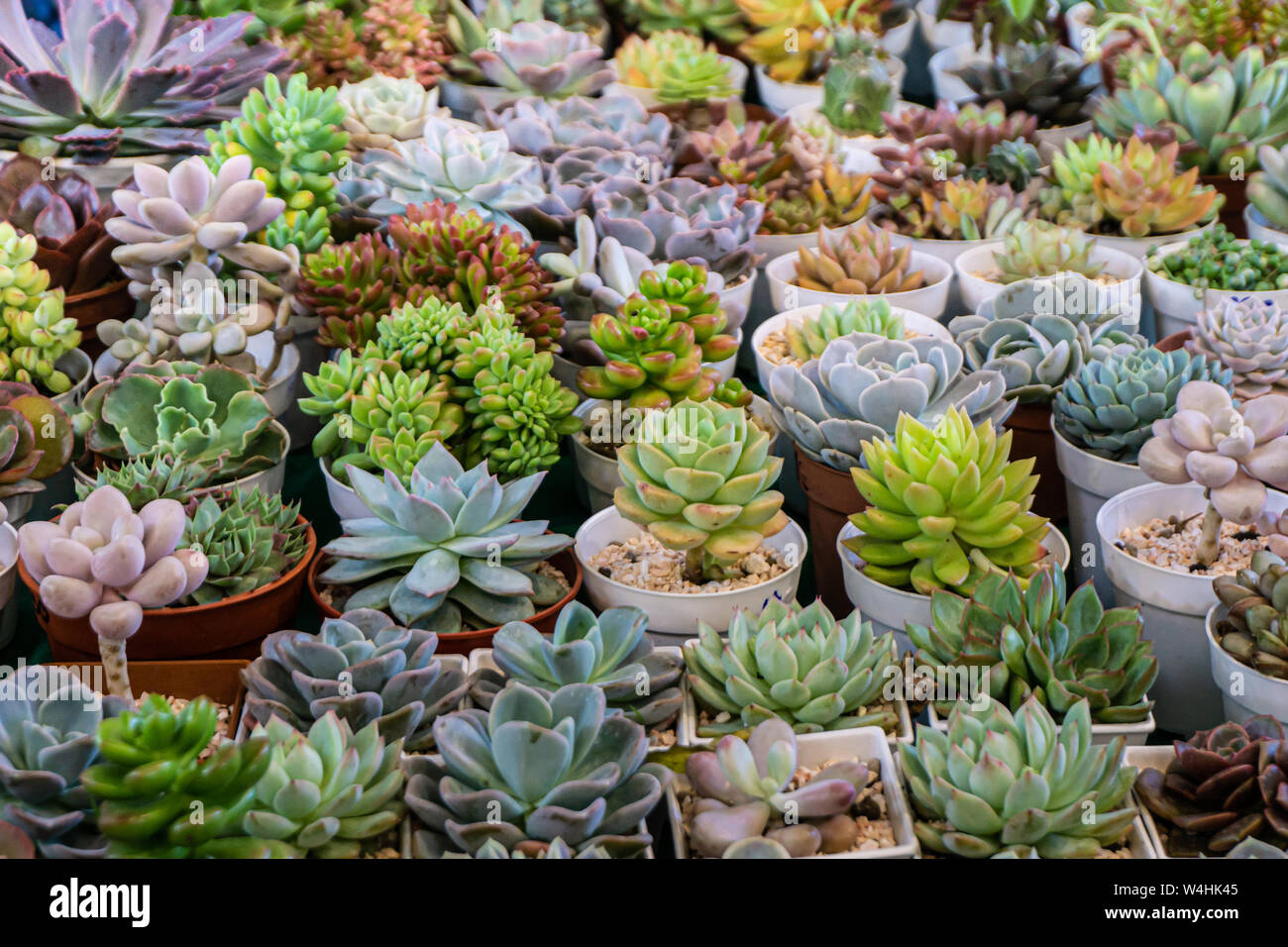 Group of many cactus in pot, A cactus is a member of the plant family ...