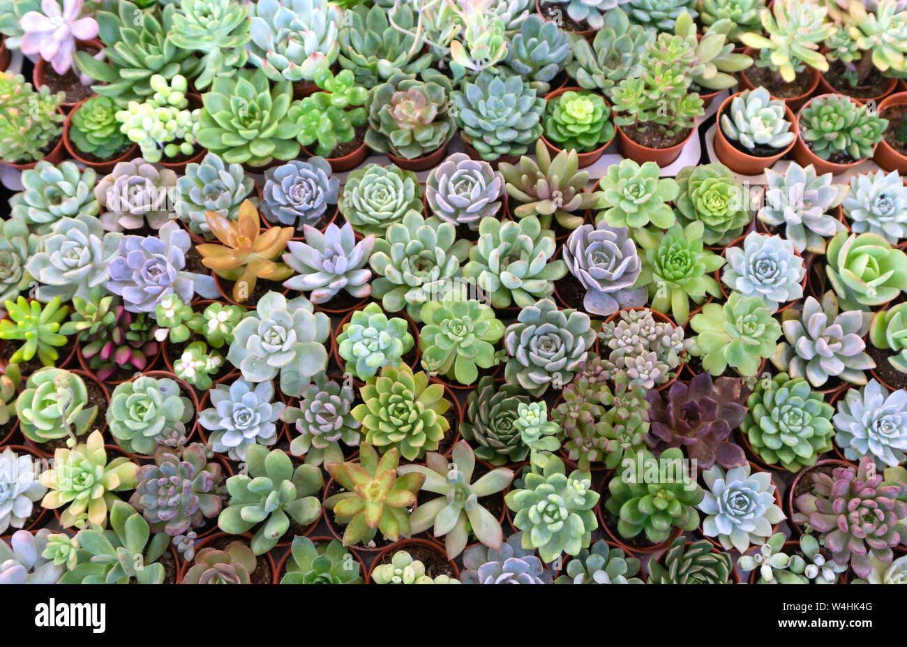 Plant family cactaceae hi-res stock photography and images - Alamy