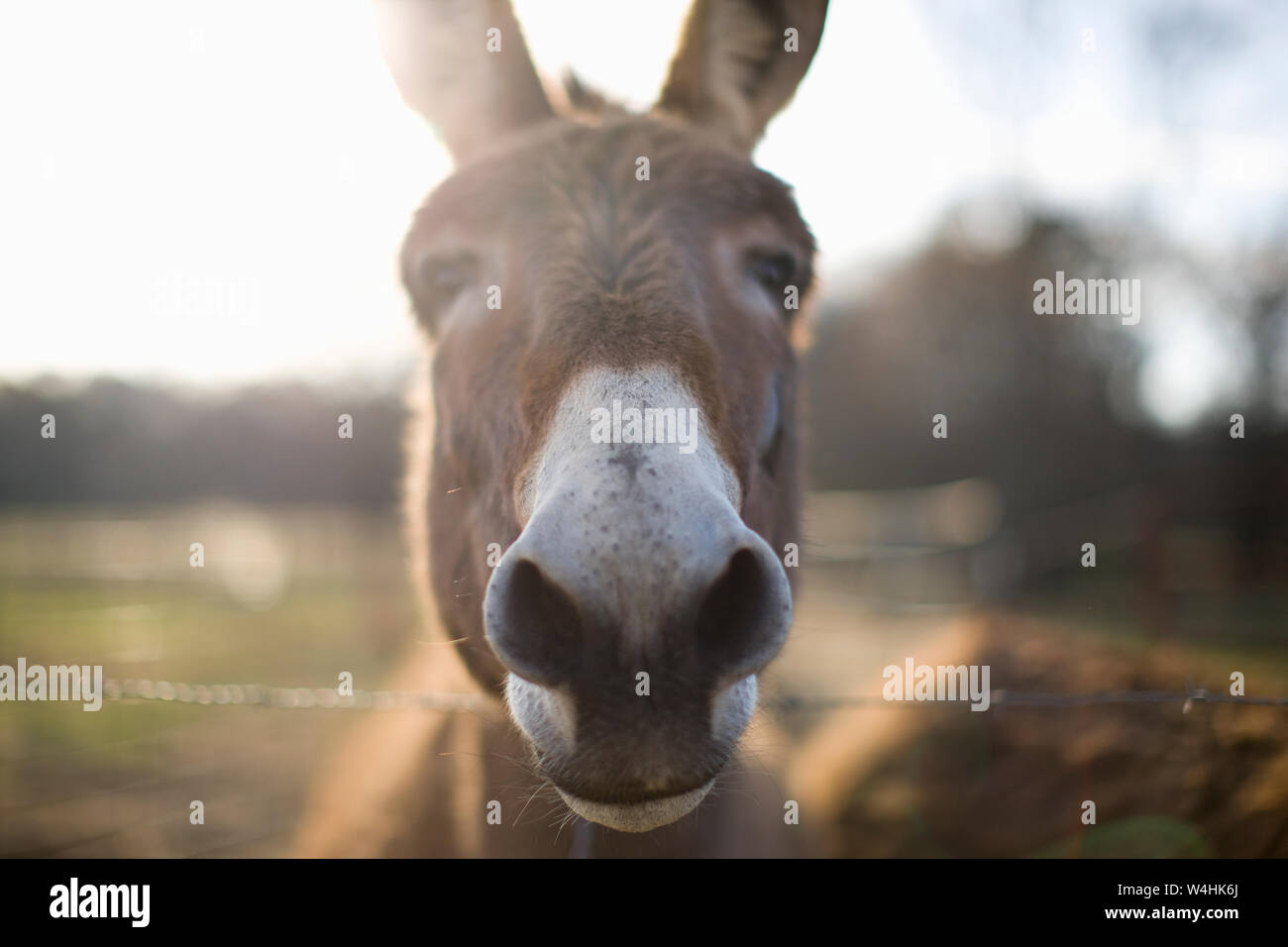 Curious donkey photography hi-res stock photography and images - Alamy