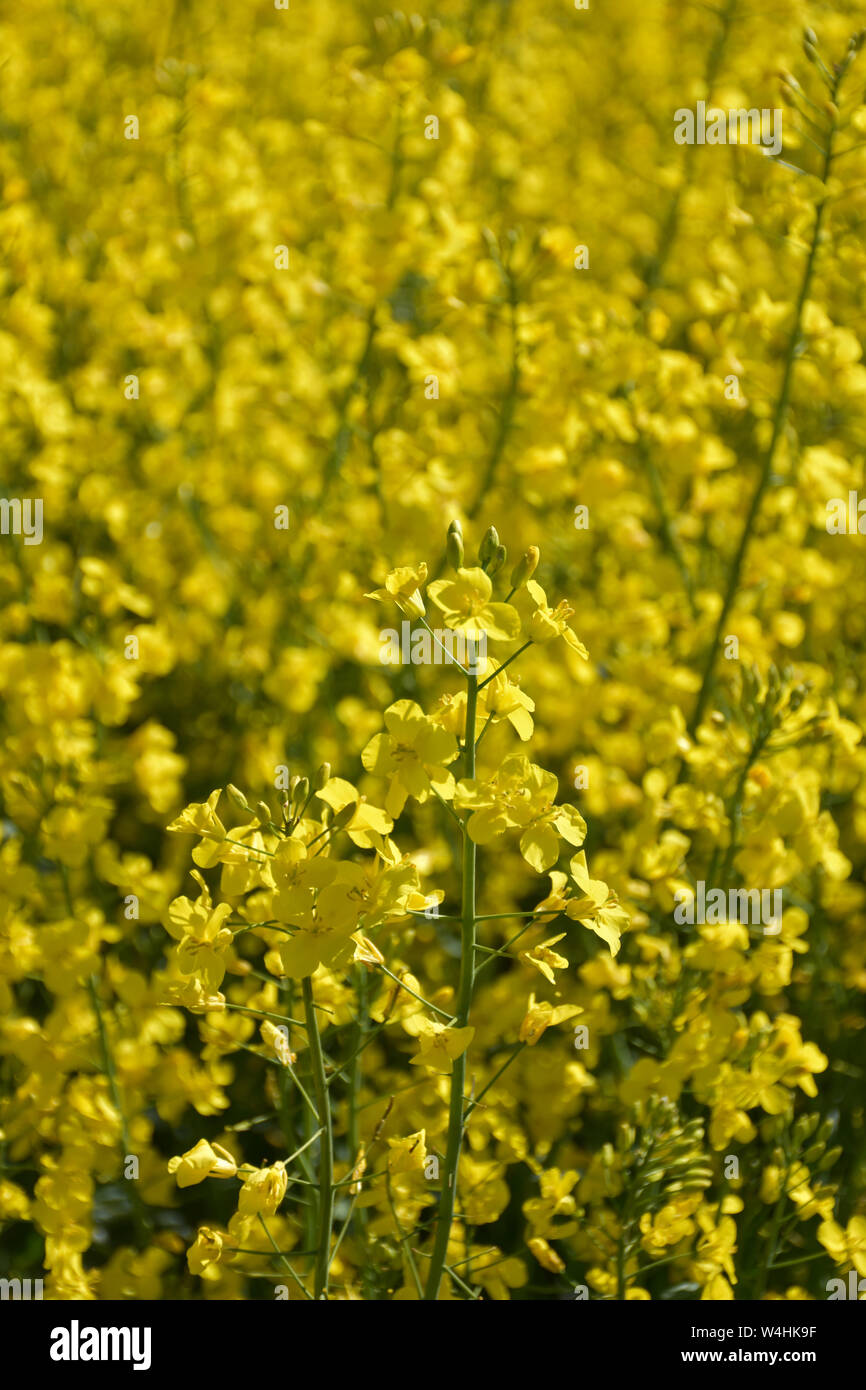 Spring flowering golden yellow rape seed blossoms Stock Photo - Alamy