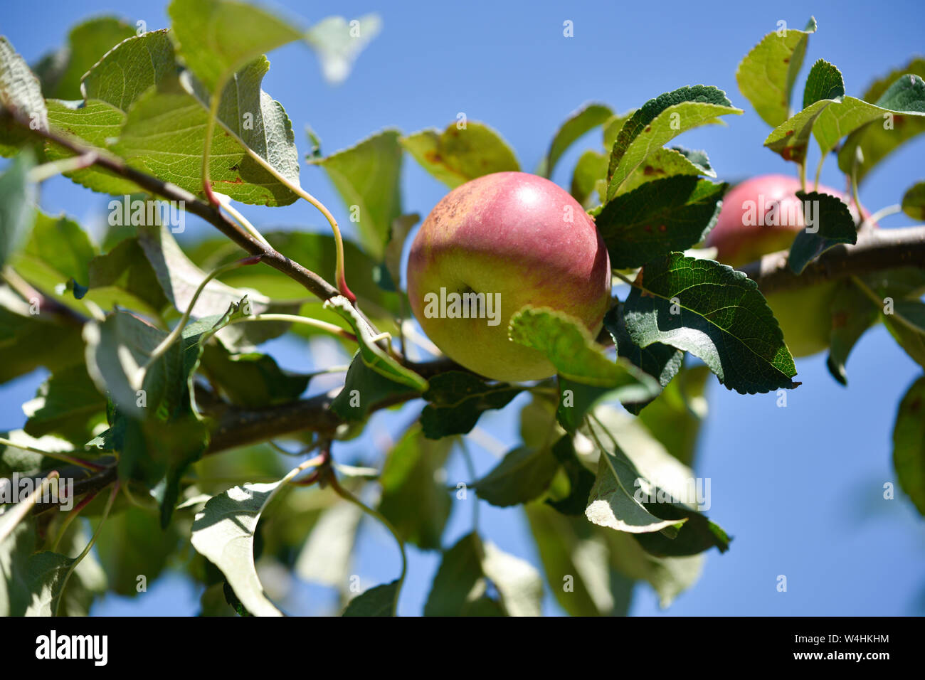 Apple tree ripe large hi-res stock photography and images - Alamy