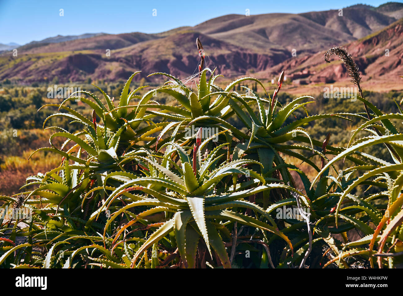 Wild aloe vera hi-res stock photography and images - Alamy