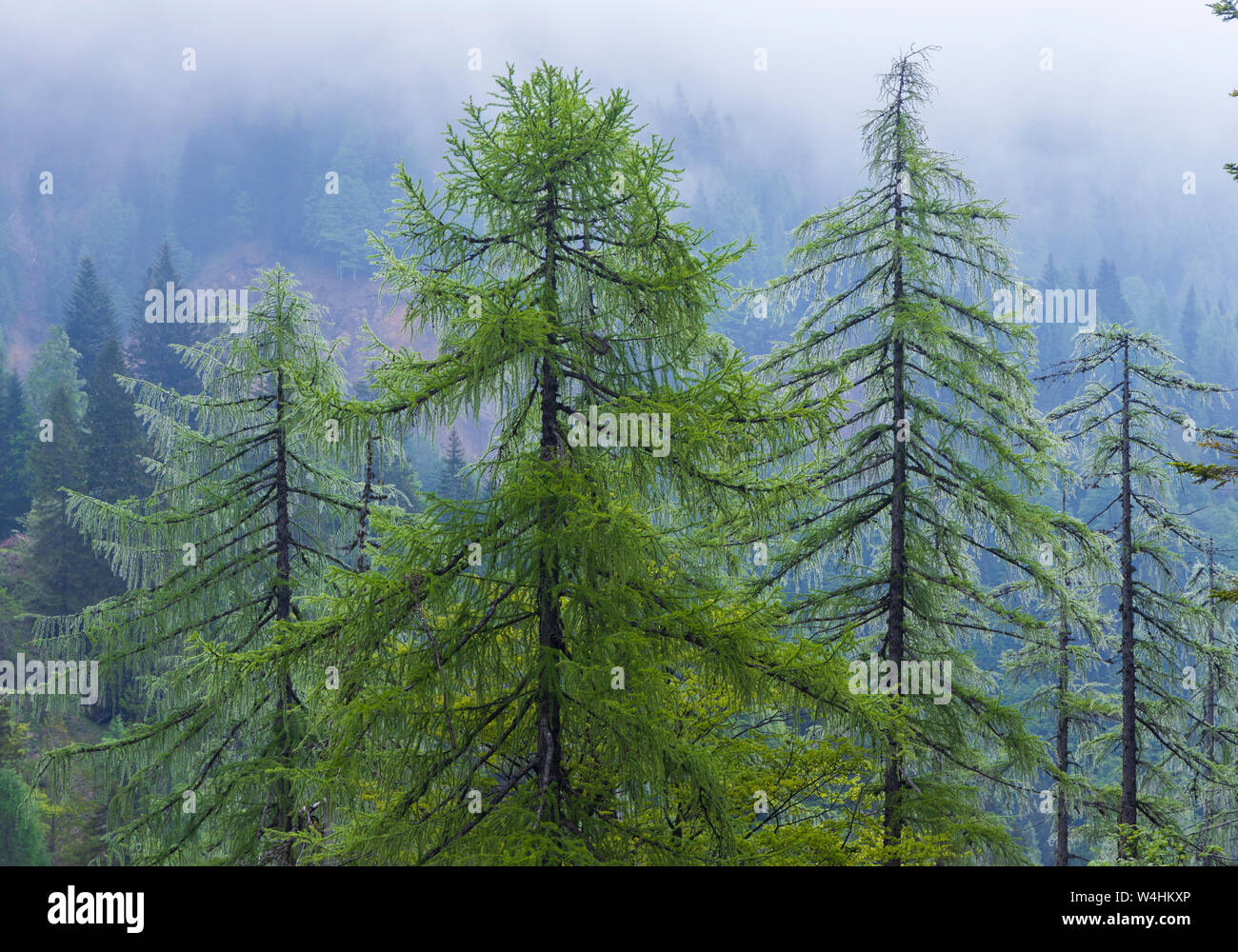 Landscape near Sauris di sotto, Friuli-Venezia Giulia, Italy Stock ...