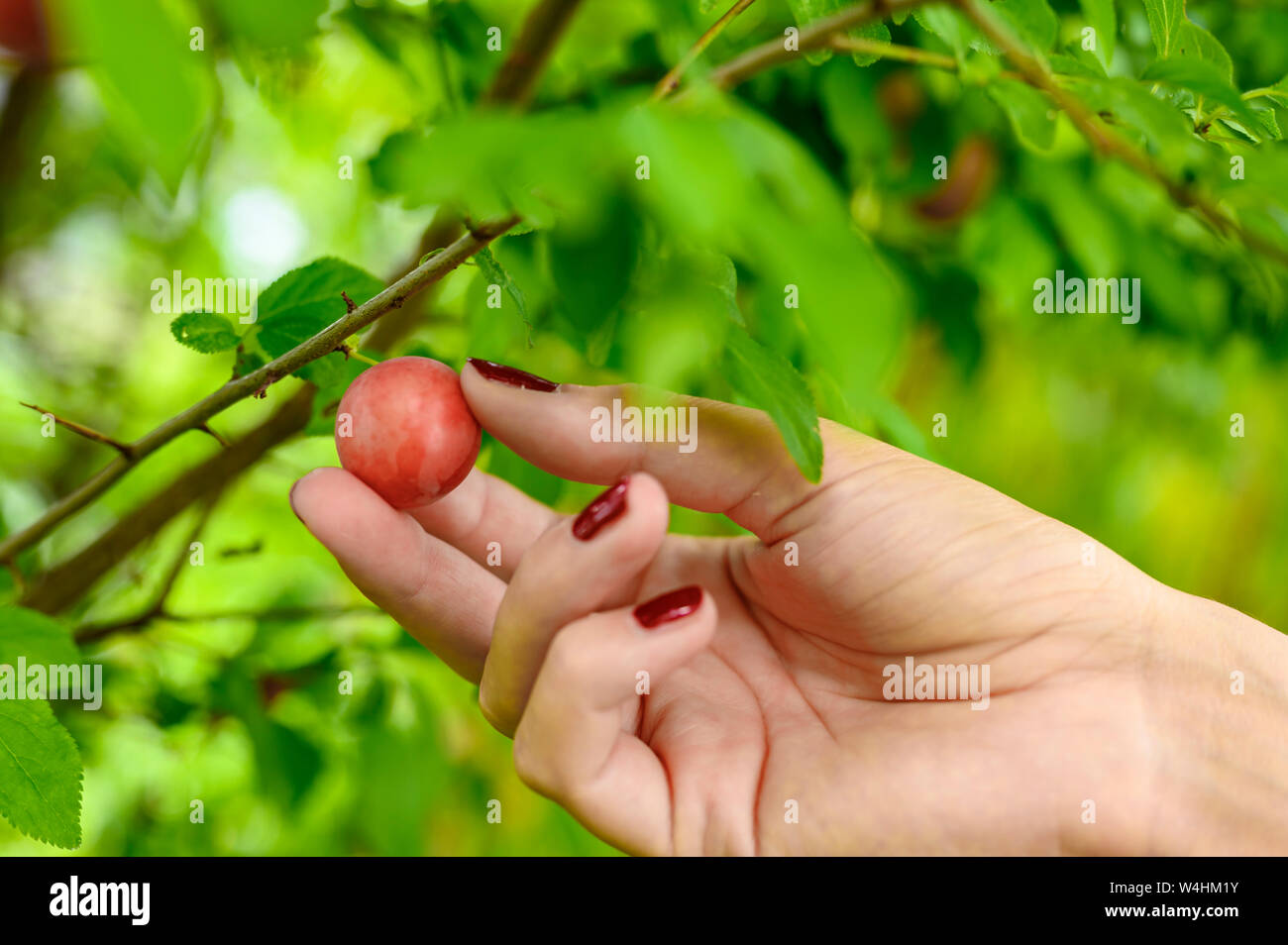 Little plum hi-res stock photography and images - Alamy