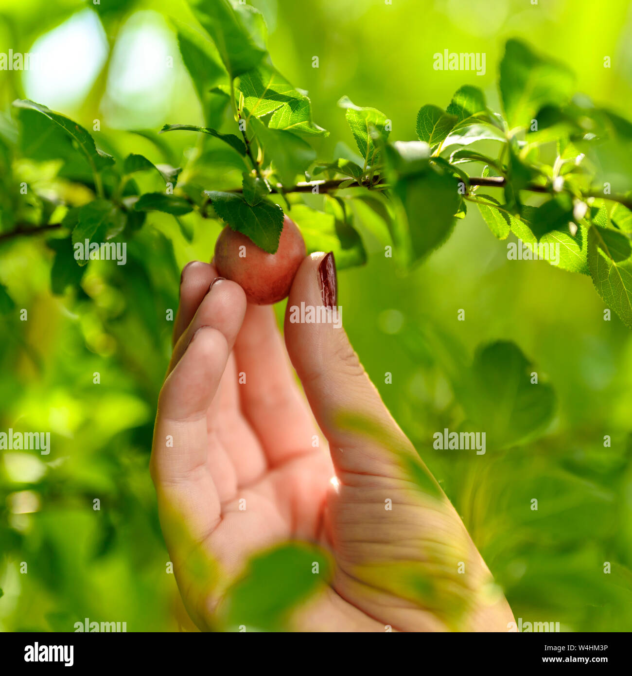 Little plum hi-res stock photography and images - Alamy