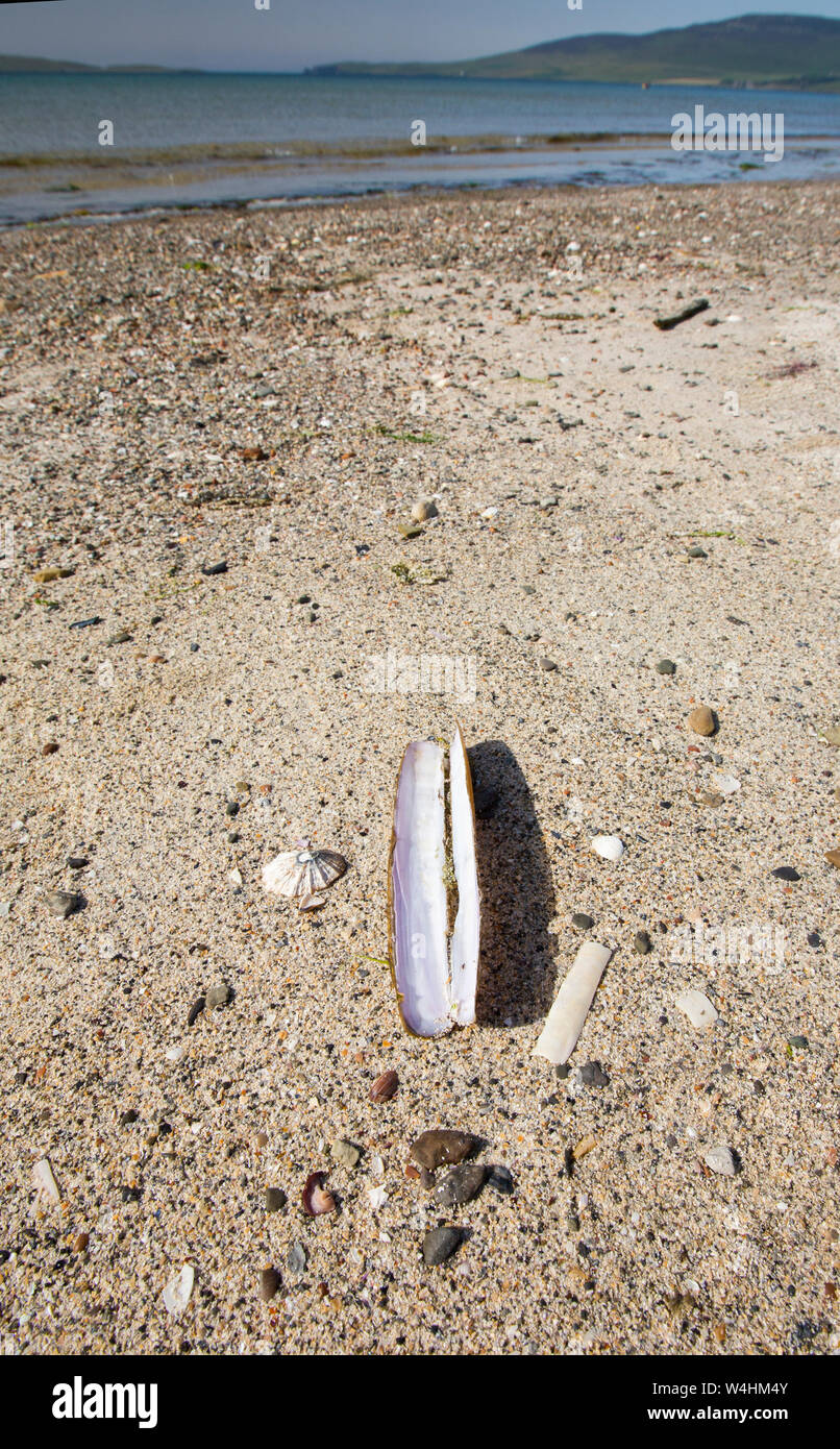 Razor clam scotland hi-res stock photography and images - Alamy
