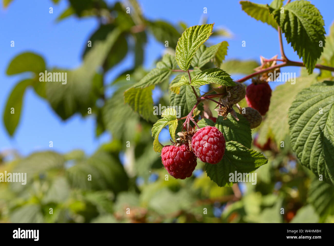 branch of ripe raspberries in a garden on green background Stock Photo ...
