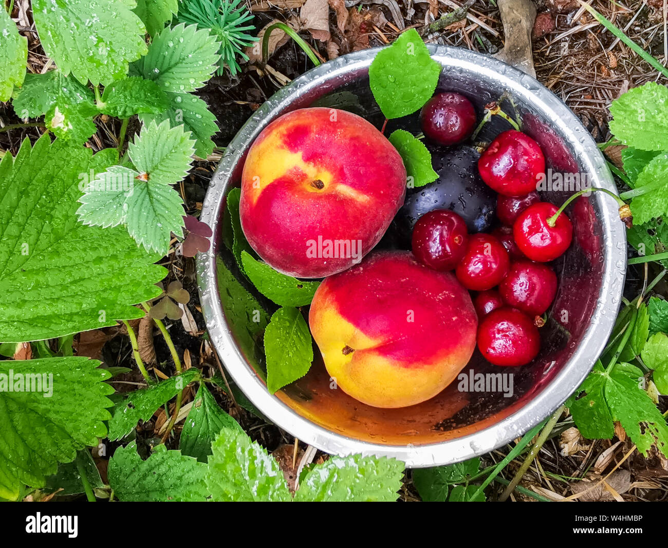 Fresh ripe summer berries and fruits, peaches, apricots, cherry and ...